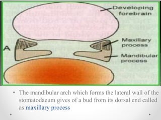 Growth and development of the mandible | PPTX