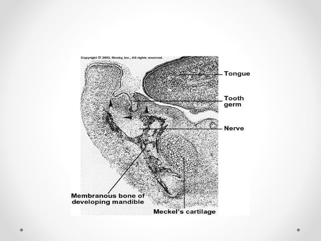 Growth and development of the mandible | PPTX | Bone and Joint ...