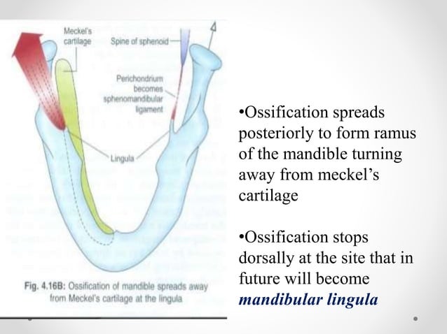 Growth and development of the mandible | PPTX | Bone and Joint ...