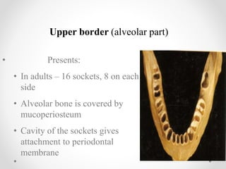 Growth and development of the mandible | PPTX