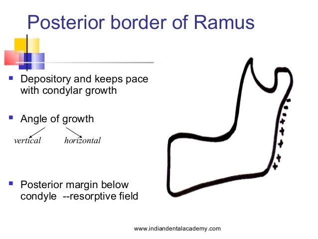 Growth and development of the mandible1..