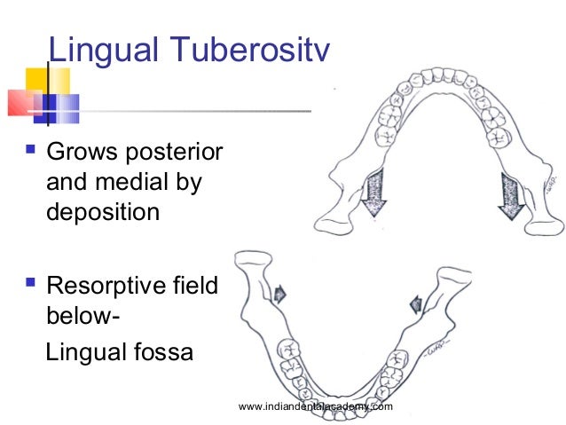 Growth and development of the mandible/prosthodontic courses