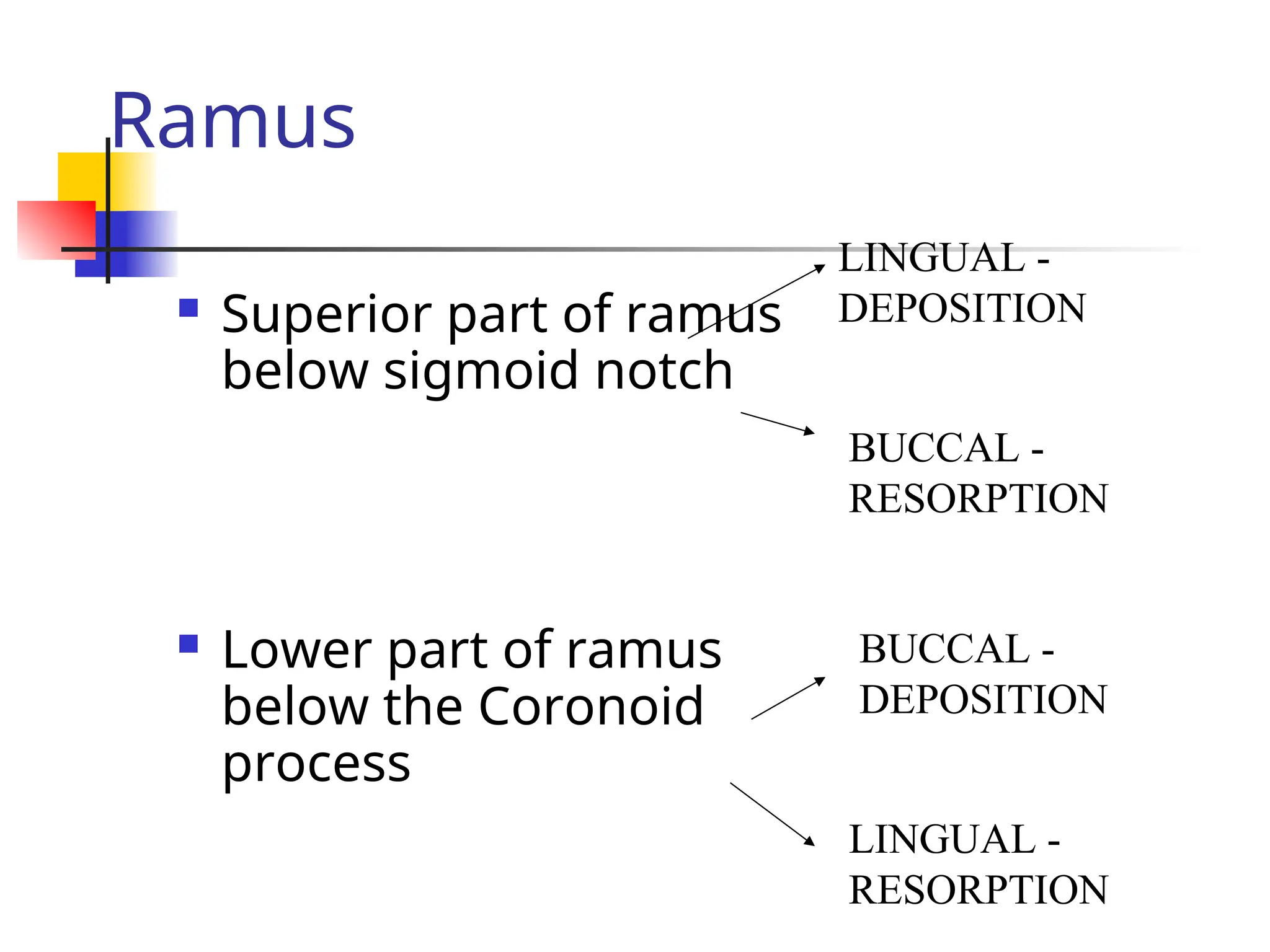 GROWTH AND DEVELOPMENT OF THE MANDIBLE1.ppt