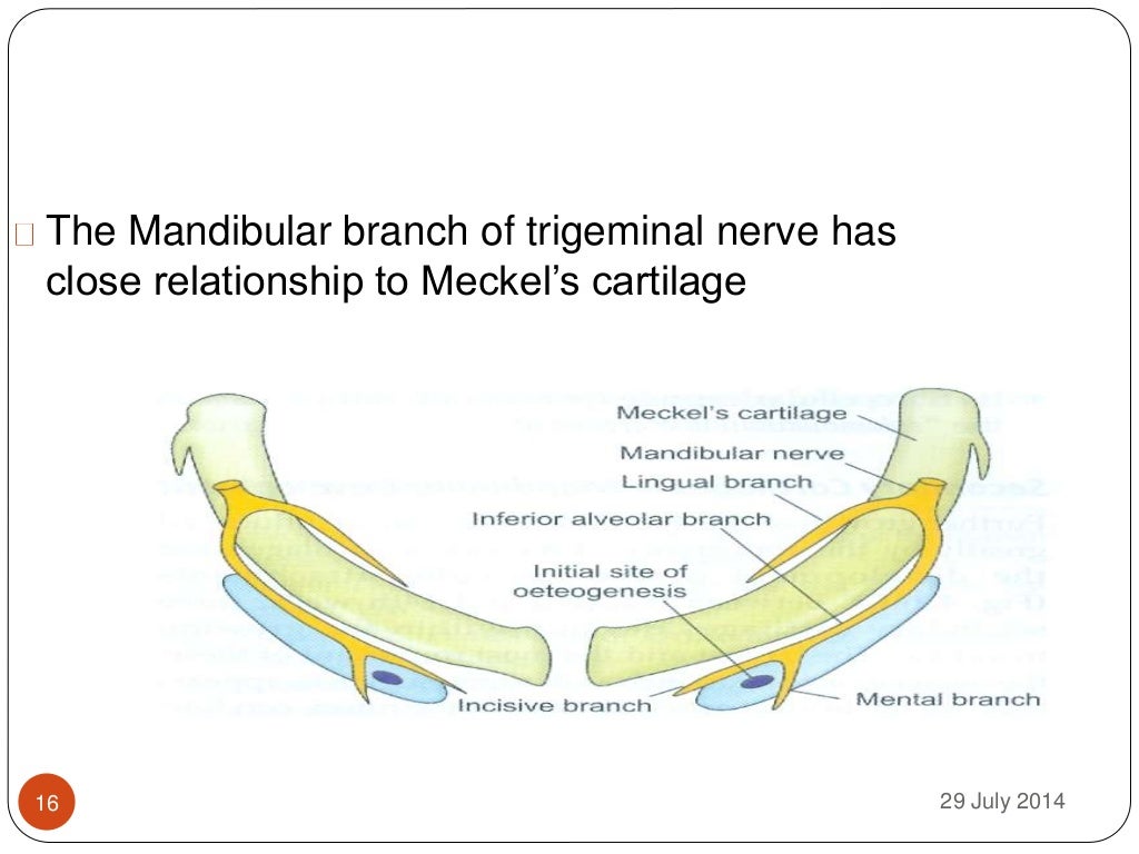 Growth and development of the mandible 1 seminar