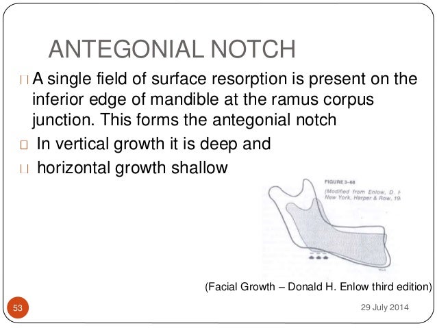 Growth and development of the mandible 1 seminar