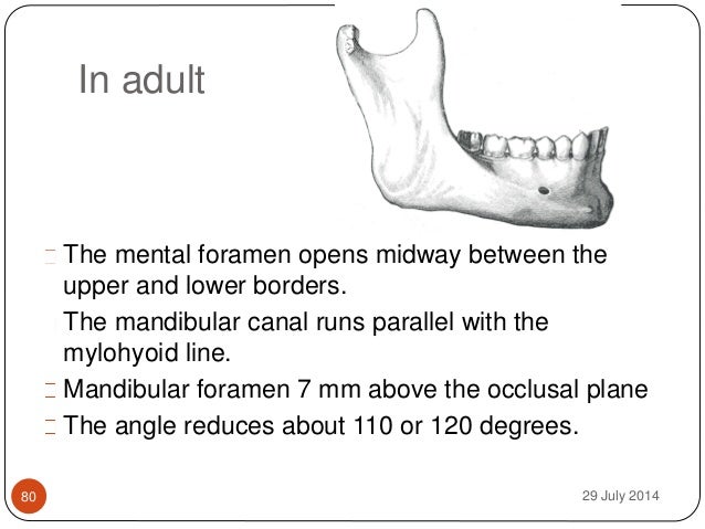 Mandibular Foramen In Children