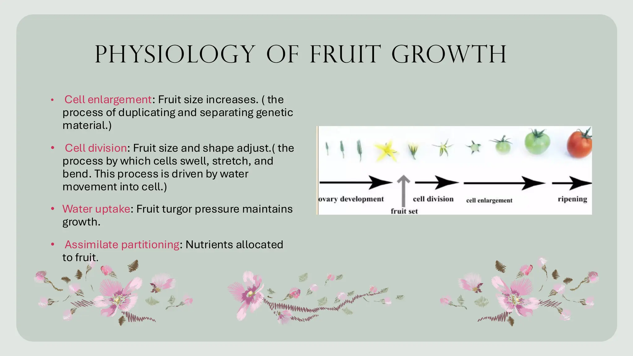 Physiology of fruit : fruit set, development, growth, flower and fruit ...