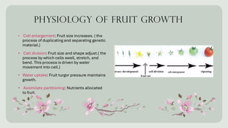 Physiology of fruit : fruit set, development, growth, flower and fruit ...