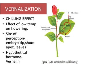 Plant Growth and Development , Plant growth regulators | PPTX