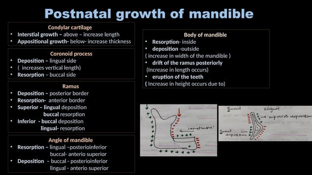 growth and development of craniofacial complex | PPT