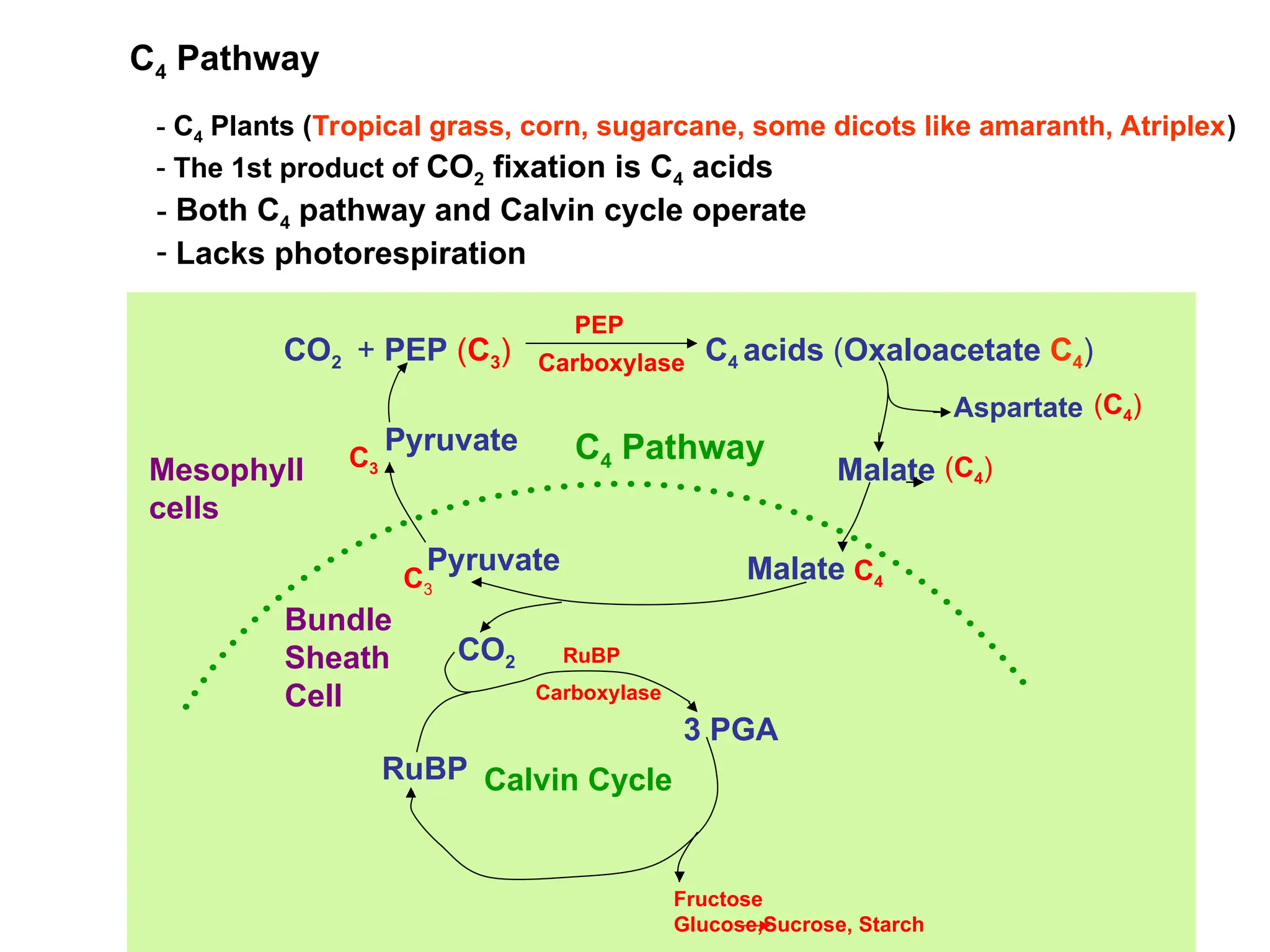 INTRODUCTION TO GROWTH AND METABOLISM.PPT