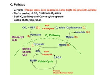 Growth, Development and Metabolisme of plant | PPT