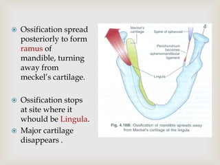 Growth changes of mandible | PPTX
