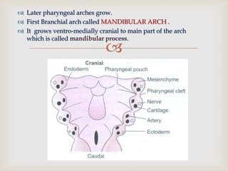 Growth changes of mandible | PPTX