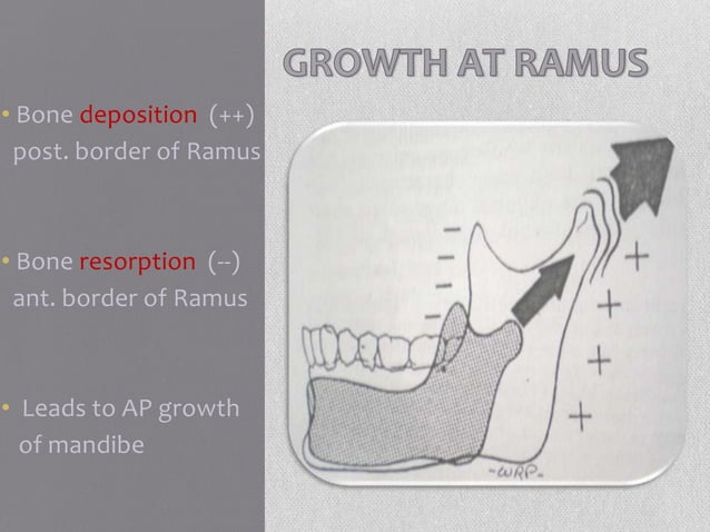 Growth changes of mandible