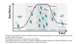 growth curve presentation for collge microbiology | PPTX