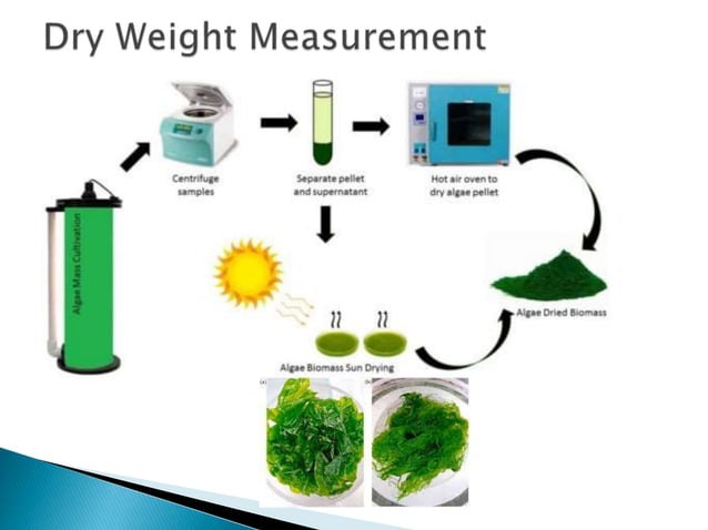 Growth curve and Measurement of algal growth | PPTX