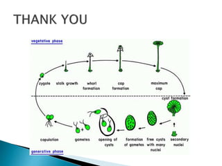 Growth curve and Measurement of algal growth | PPTX