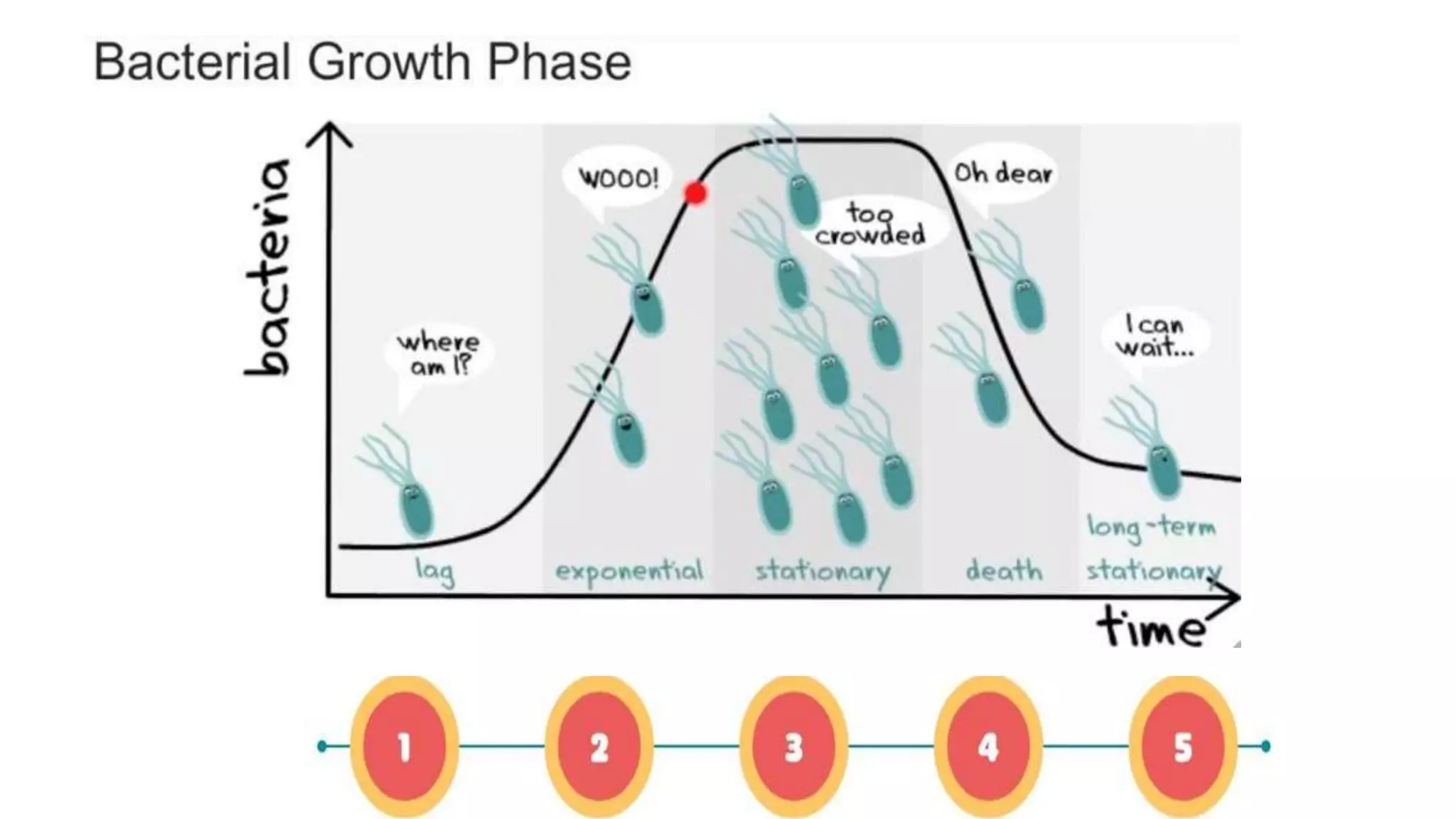 Microbial Growth curve | PPTX