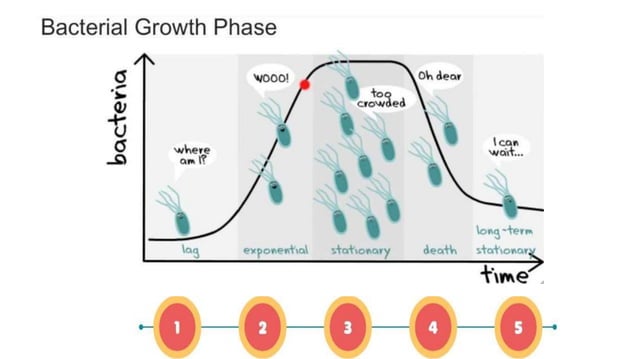 Microbial Growth curve | PPTX | Chemistry | Science