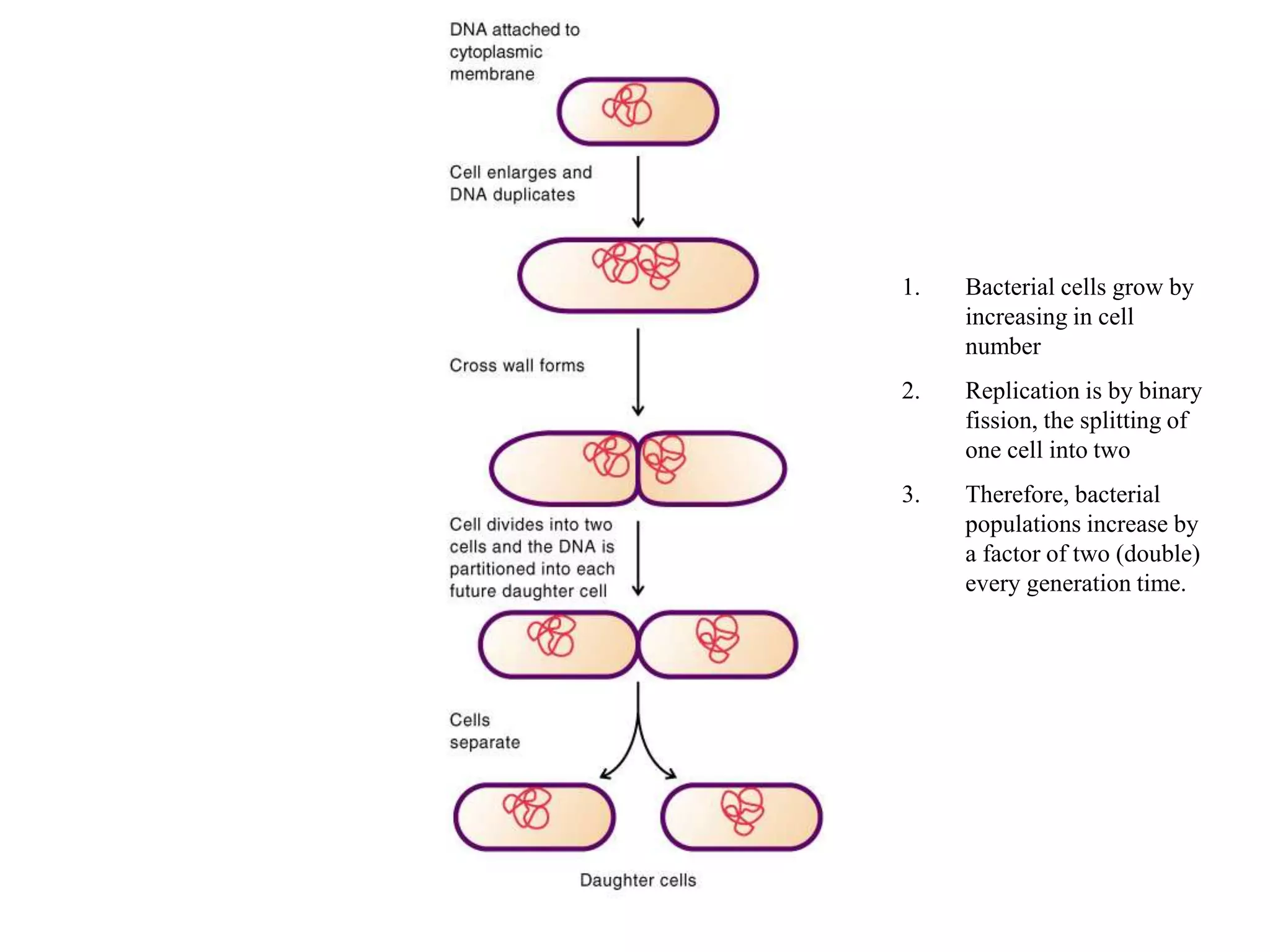 Growth curve of bacteria and factors effect bacterial growth curve | PPT
