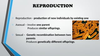 GROWTH AND REPRODUCTION OF BACTERIA AND GROWTH CURVE | PPT