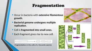 GROWTH AND REPRODUCTION OF BACTERIA AND GROWTH CURVE | PPT
