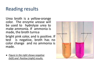 Growth dependent identification | PPTX