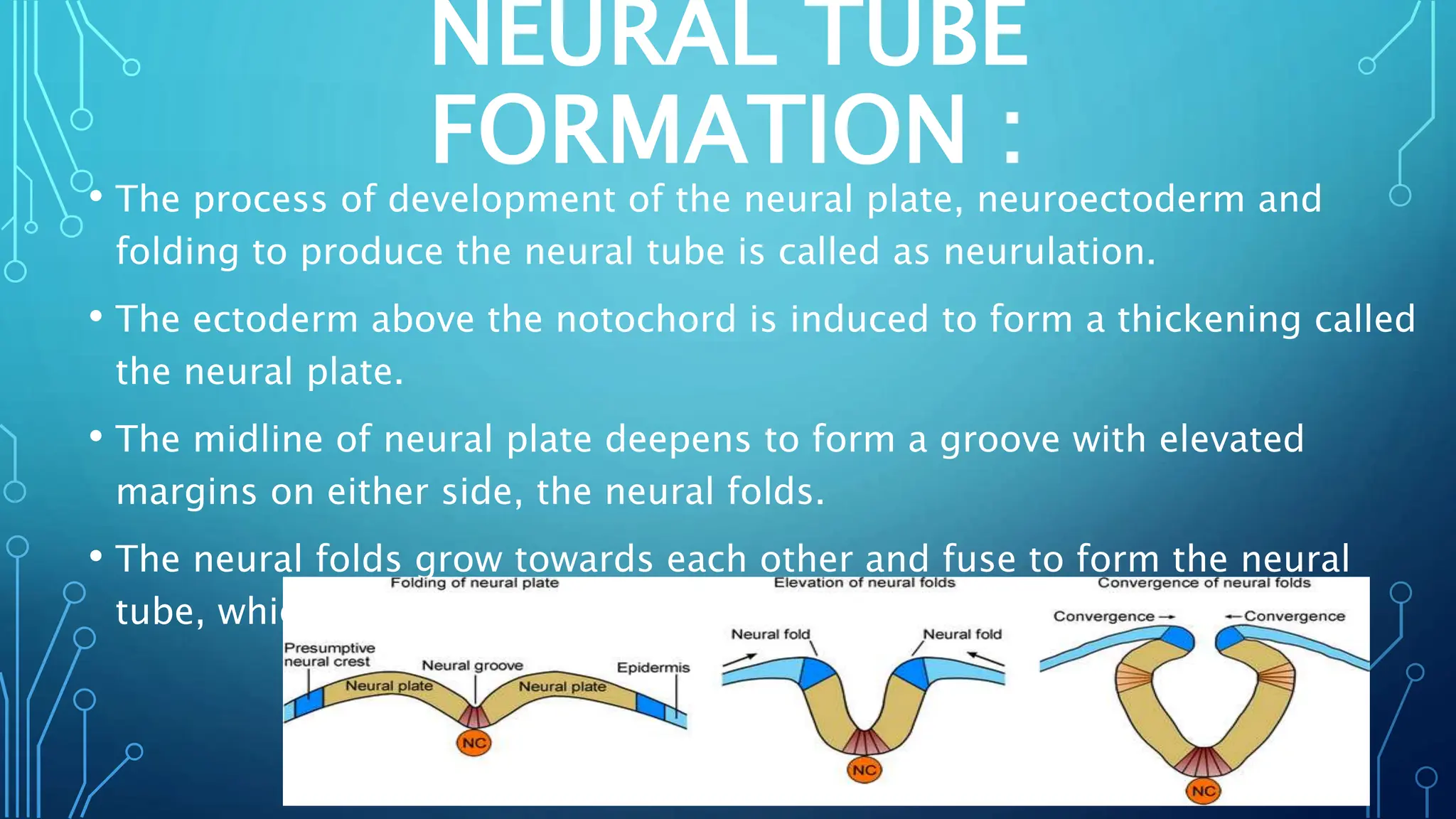 EMBRYOLOGY,GROWTH & DEVELOPMENT OF CRANIUM & CRANIAL BASE IRT ...