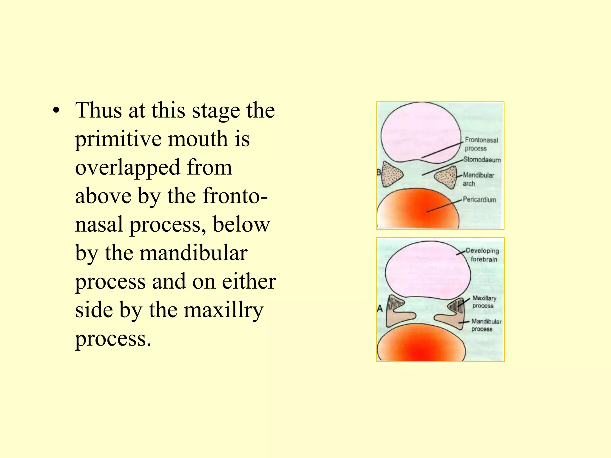 Growth & Development of Mandible | PPT