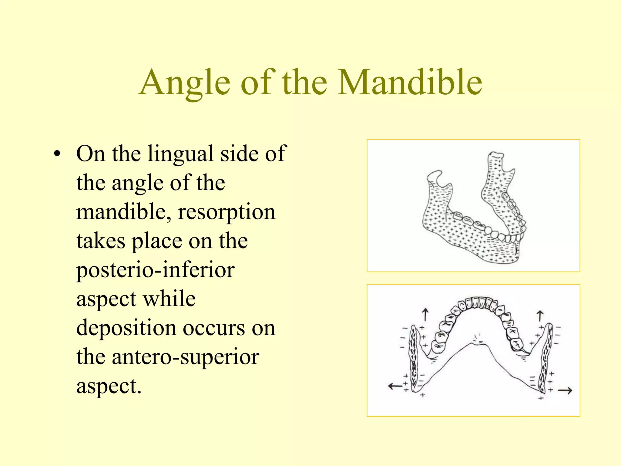 Growth & Development of Mandible | PPT