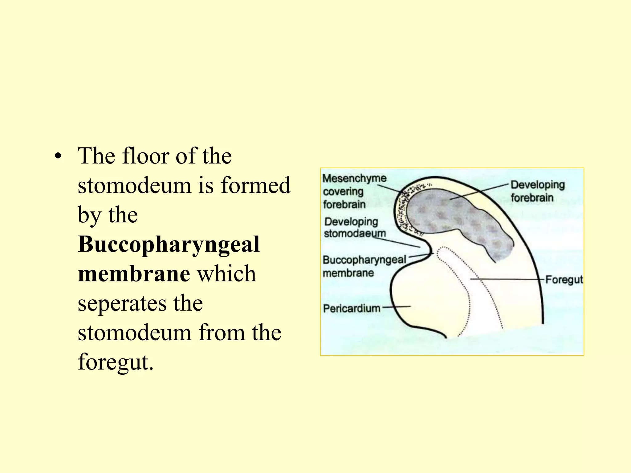 Growth & Development of Mandible | PPT