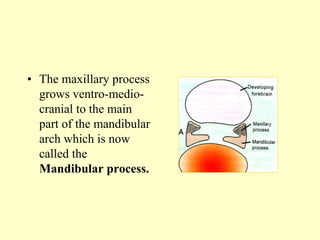 Growth & Development of Mandible | PPT