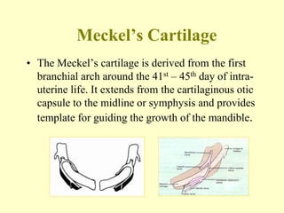 Growth & Development of Mandible | PPT