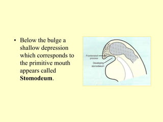 Growth & Development of Mandible | PPT