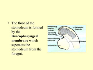 Growth & Development of Mandible | PPT