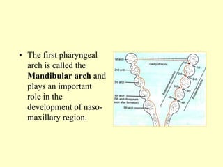 Growth & Development of Mandible | PPT