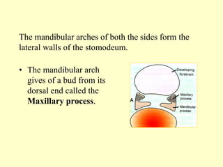 Growth & Development of Mandible | PPT
