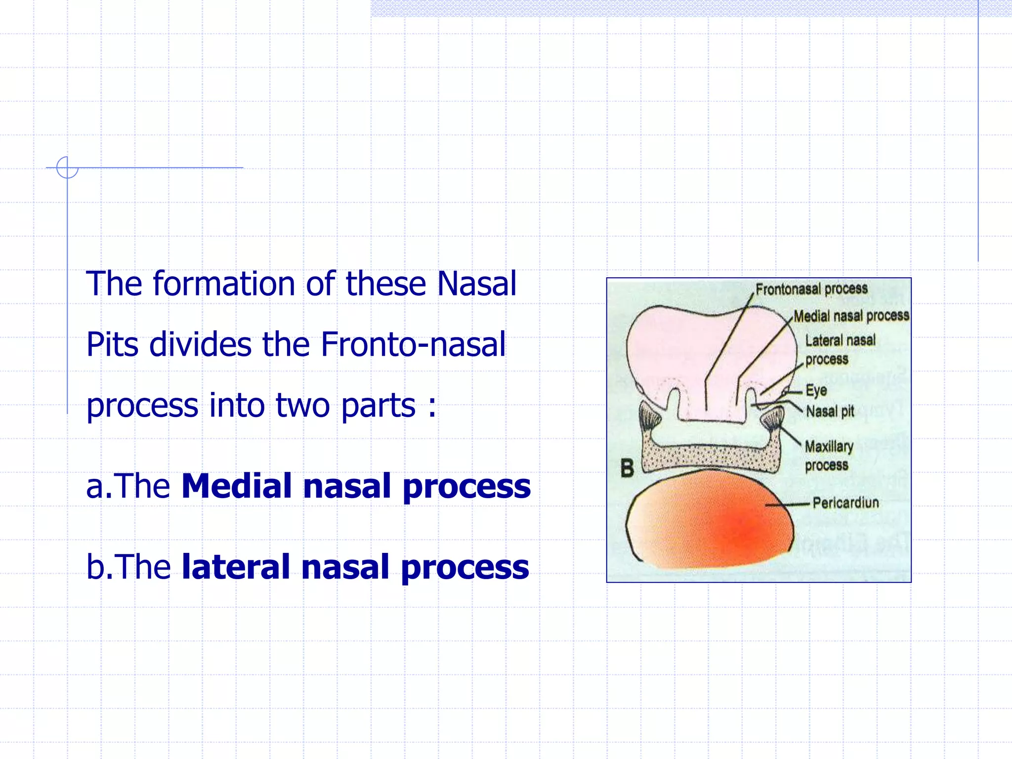 Growth & Development of Maxilla | PPT