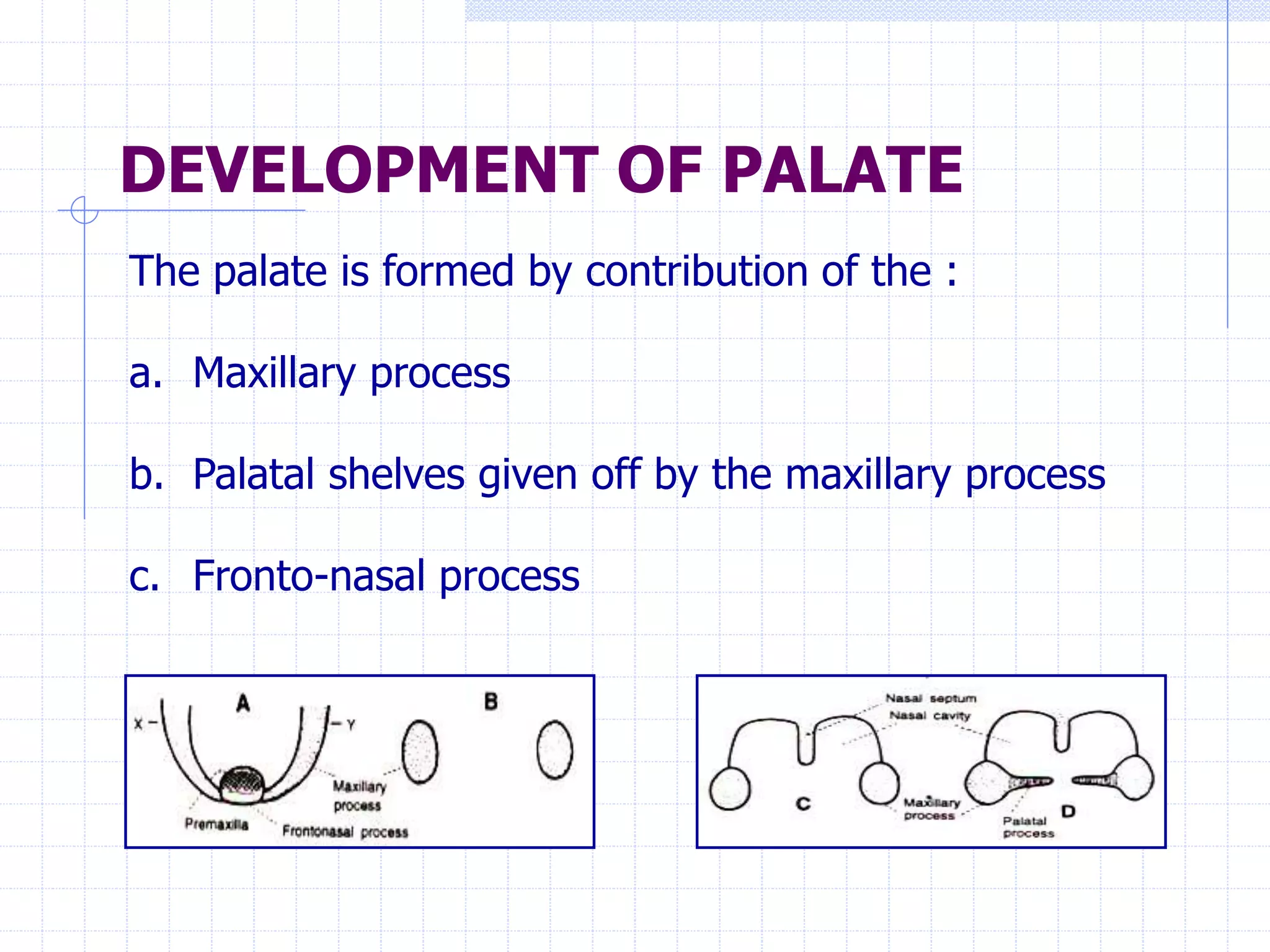 Growth & Development of Maxilla | PPT