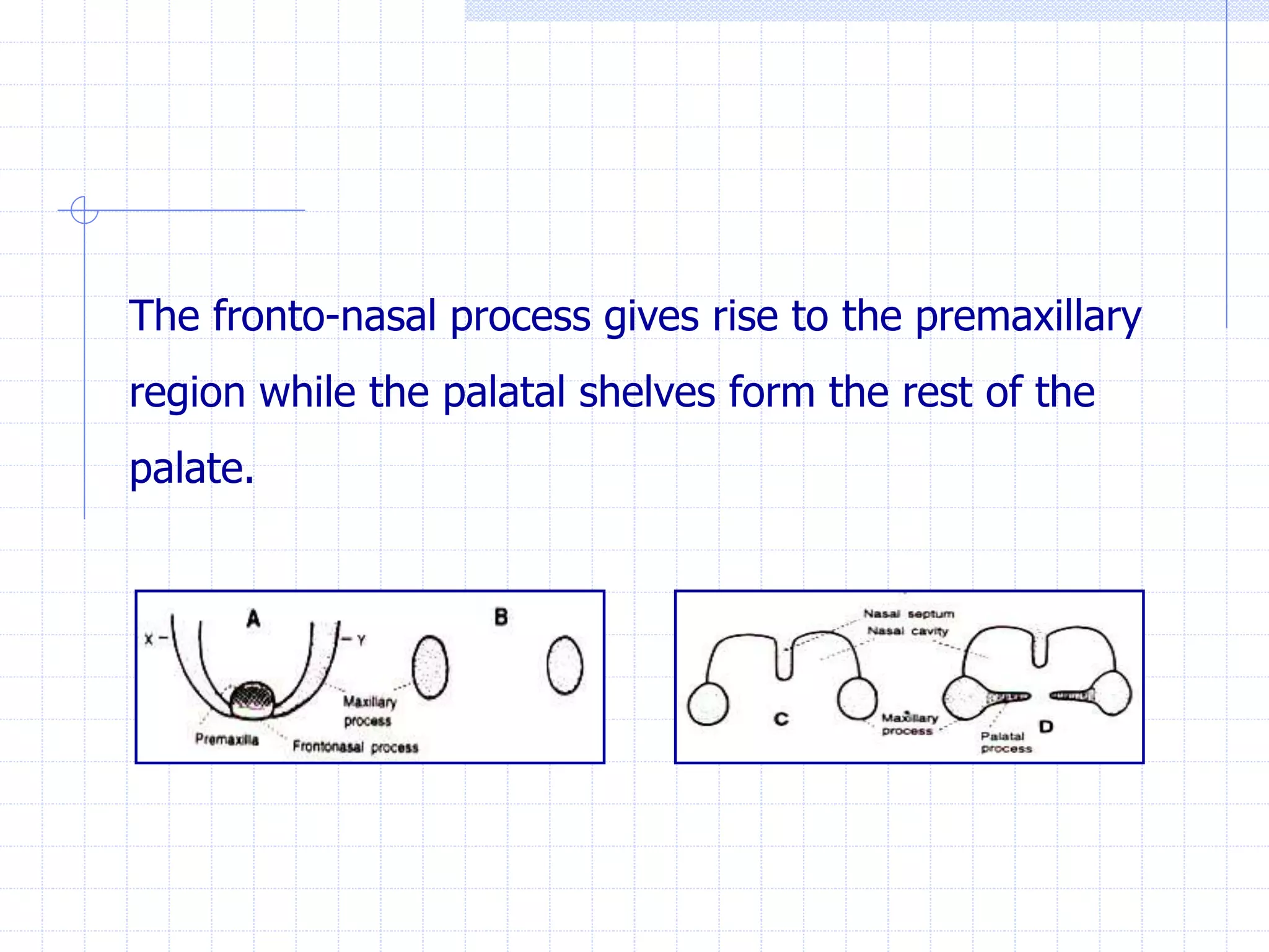 Growth & Development of Maxilla | PPT