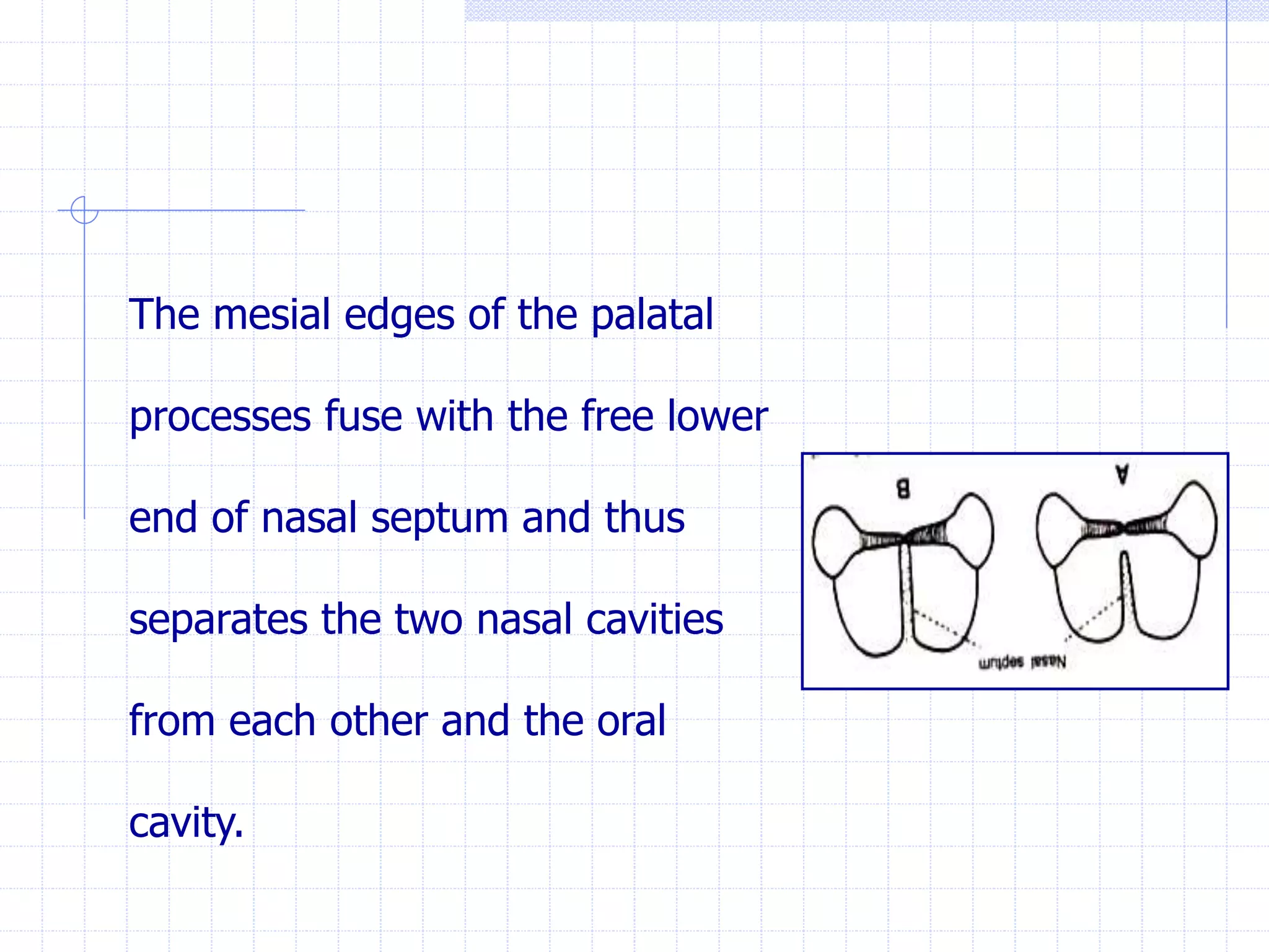 Growth & Development of Maxilla | PPT