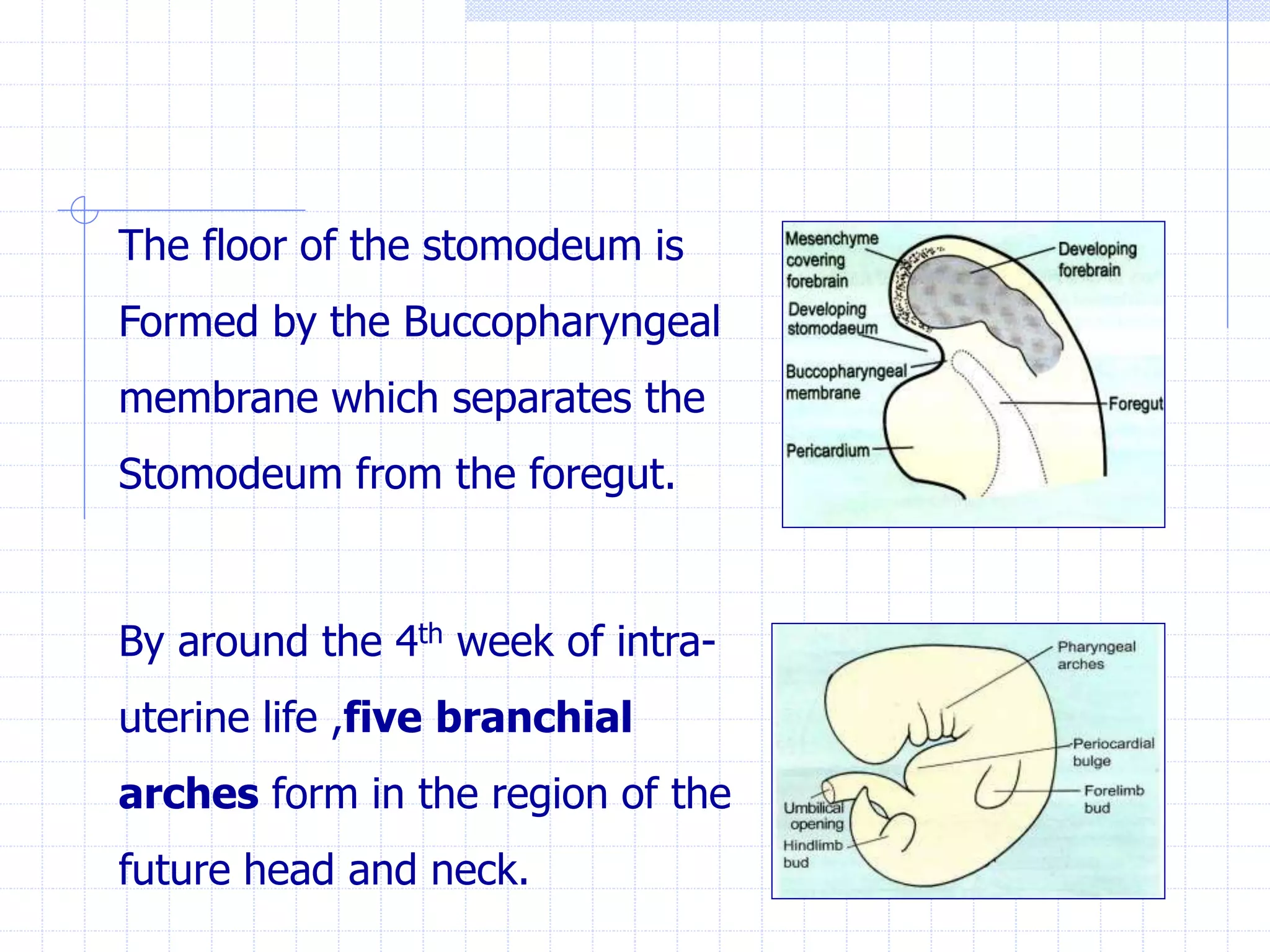 Growth & Development of Maxilla | PPT