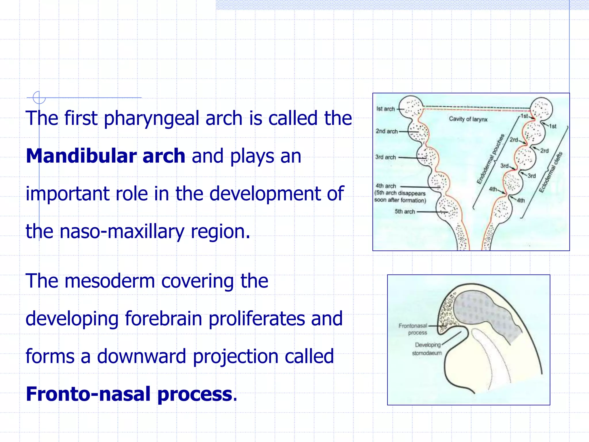 Growth & Development of Maxilla | PPT