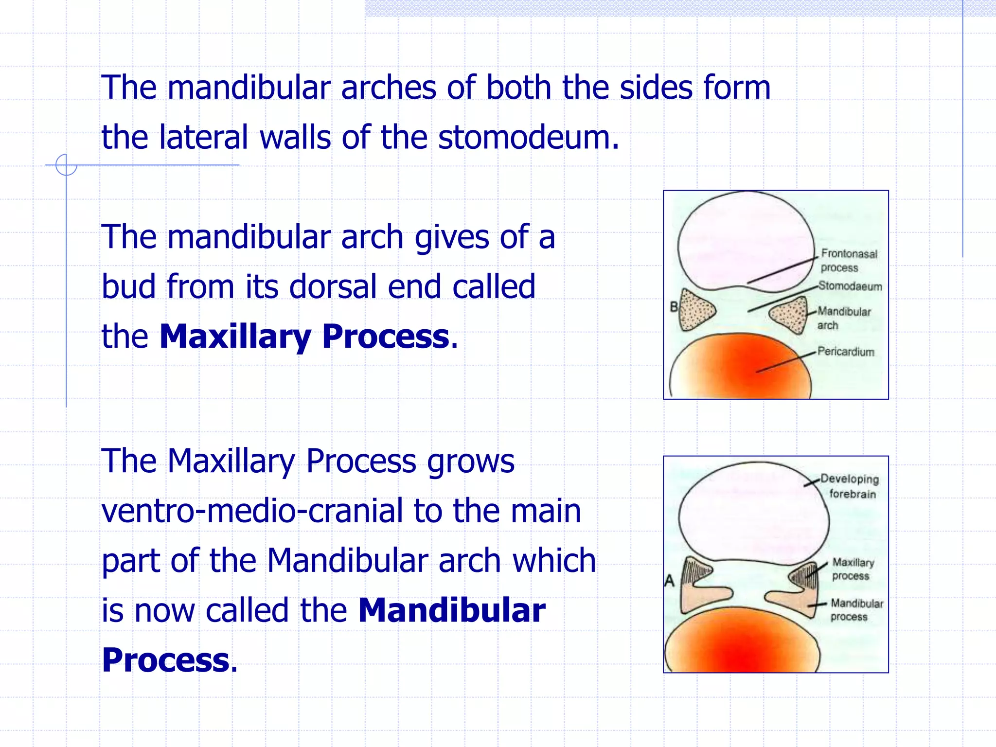 Growth & Development of Maxilla | PPT
