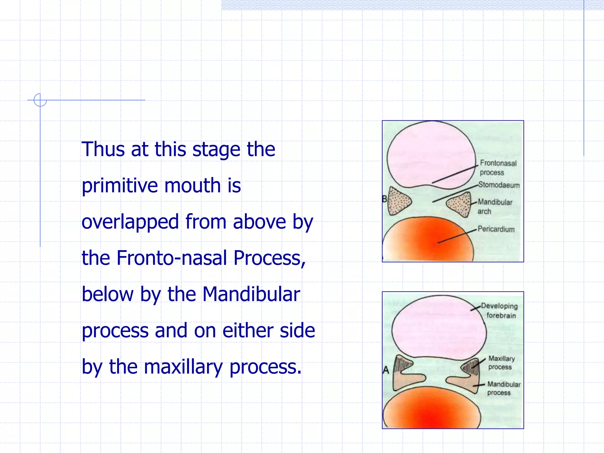 Growth & Development of Maxilla | PPT