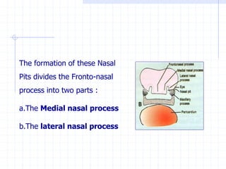 Growth & Development of Maxilla | PPT