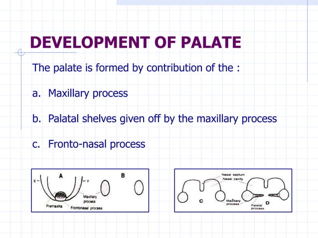 Growth & Development of Maxilla | PPT