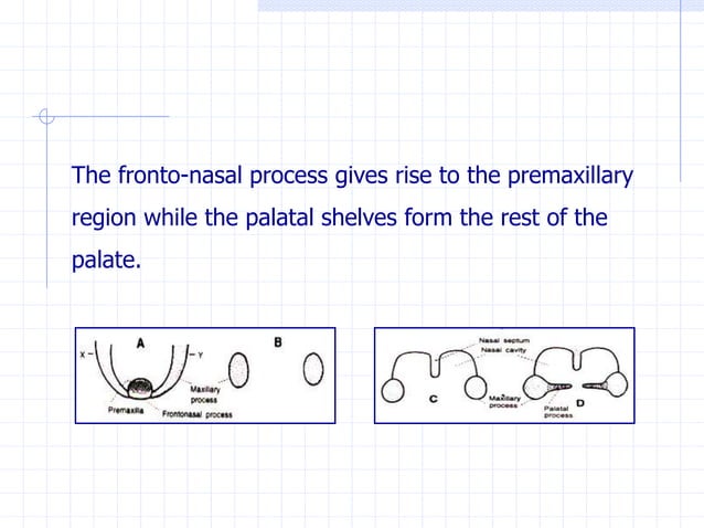 Growth & Development of Maxilla | PPT