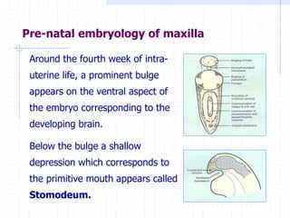 Growth & Development of Maxilla | PPT
